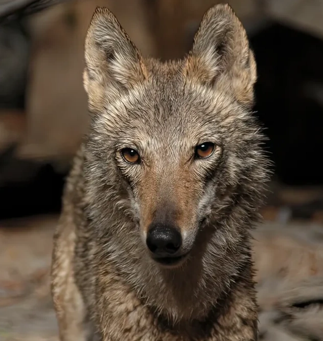 Lobo Árabe | Wiki Reino Animalia | Fandom