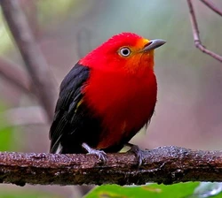 Saltarín Cabecinaranja | Wiki Reino Animalia | Fandom