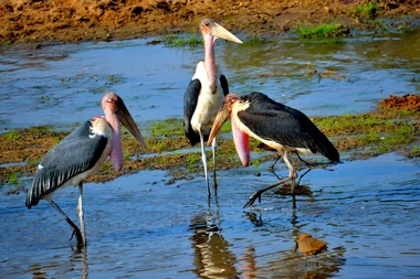 Marabú Africano | Wiki Reino Animalia | Fandom