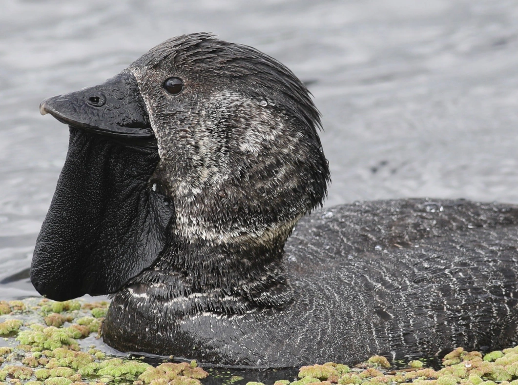 Pato Almizclero | Wiki Reino Animalia | Fandom