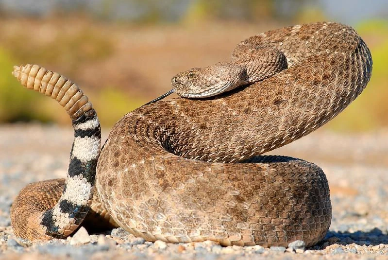 Colmillos De Serpiente De Cascabel De Espalda De Diamante Occidental