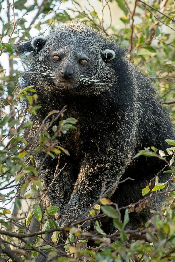 Manturón | Wiki Reino Animalia | Fandom