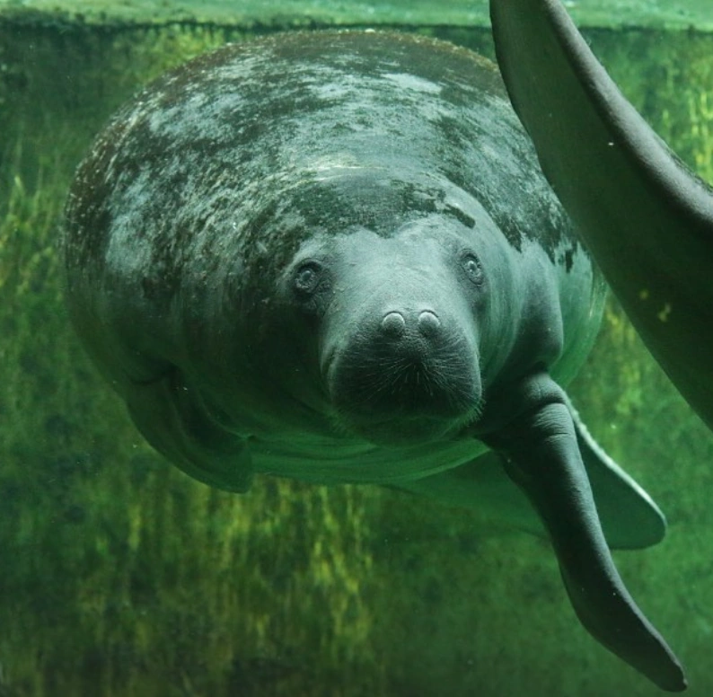 Manatí Africano | Wiki Reino Animalia | Fandom