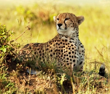 Imágenes Del Guepardo Rey Guepardo | Wiki Animalpedia | Fandom