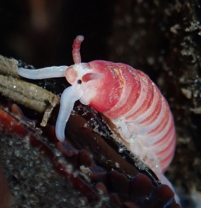 Gusano de Caramelo Rayado | Wiki Reino Animalia | Fandom