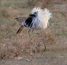 Hubara Canaria | Wiki Reino Animalia | Fandom