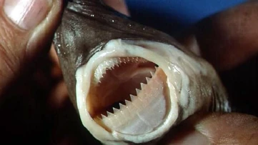Tollo Cigarro | Wiki Reino Animalia | Fandom