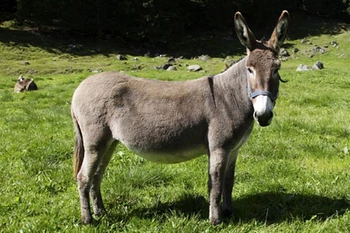 Burro | Wiki Reino Animalia | Fandom