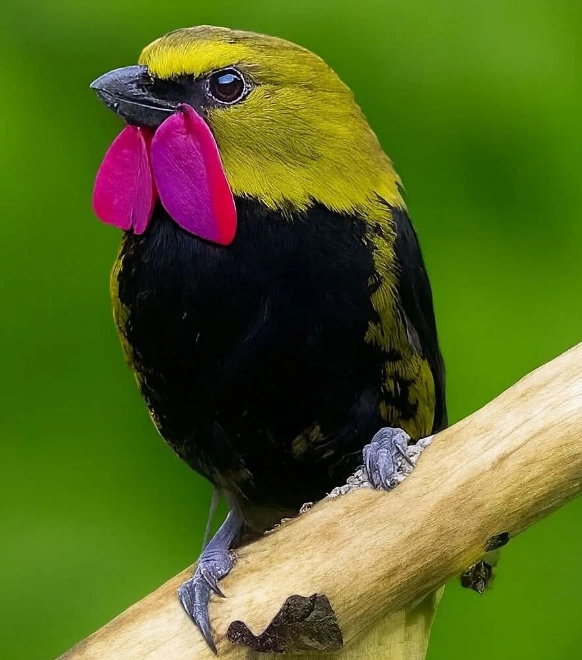 Silbador Picoarado | Wiki Reino Animalia | Fandom