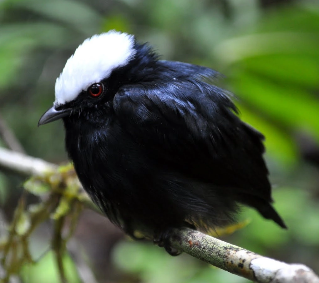 Saltarín Coroniblanco | Wiki Reino Animalia | Fandom