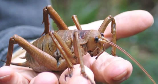 Weta Gigante | Wiki Reino Animalia | Fandom