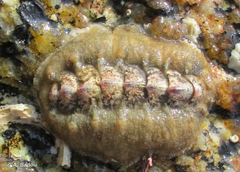 Quitón Fasciculado | Wiki Reino Animalia | Fandom