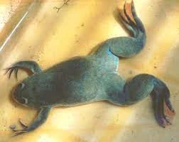 Xenopus | Wiki Reino Animalia | Fandom