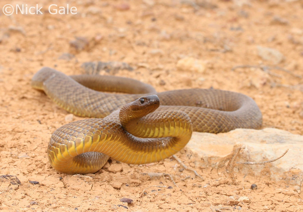 Taipán del Interior | Wiki Reino Animalia | Fandom