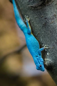 Gecko Azul Eléctrico | Wiki Reino Animalia | Fandom