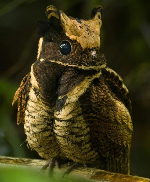 Chotacabras Orejudo | Wiki Reino Animalia | Fandom