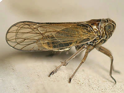 Saltador del Norte | Wiki Reino Animalia | Fandom