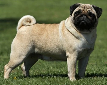 Pugs | Wiki Reino Animalia | Fandom