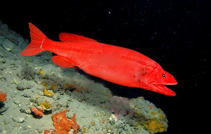 Pez-Ballena Roja | Wiki Reino Animalia | Fandom