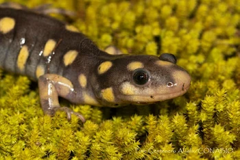 Ajolote Rosado | Wiki Reino Animalia | Fandom