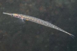 Trompudo Sargacero | Wiki Reino Animalia | Fandom