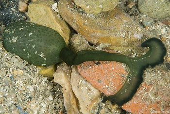 Bonelia | Wiki Reino Animalia | Fandom