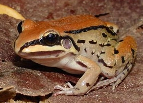 Anuros | Wiki Reino Animalia | Fandom