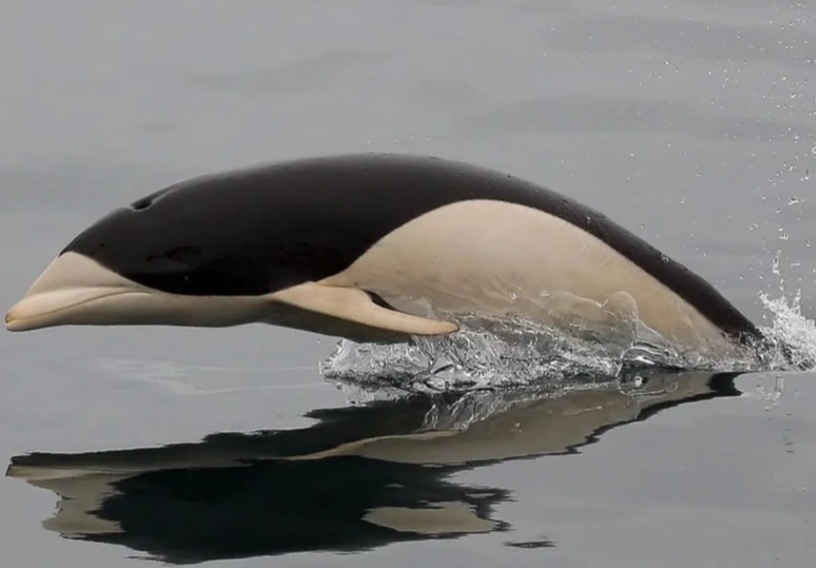 Delfín Meridional Sin Aleta | Wiki Reino Animalia | Fandom