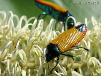 Castiarina | Wiki Reino Animalia | Fandom
