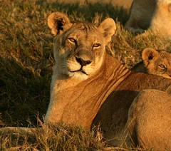 Tigón | Wiki Reino Animalia | Fandom