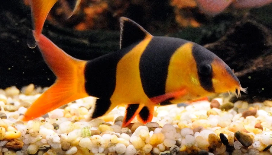 Locha Payaso | Wiki Reino Animalia | Fandom