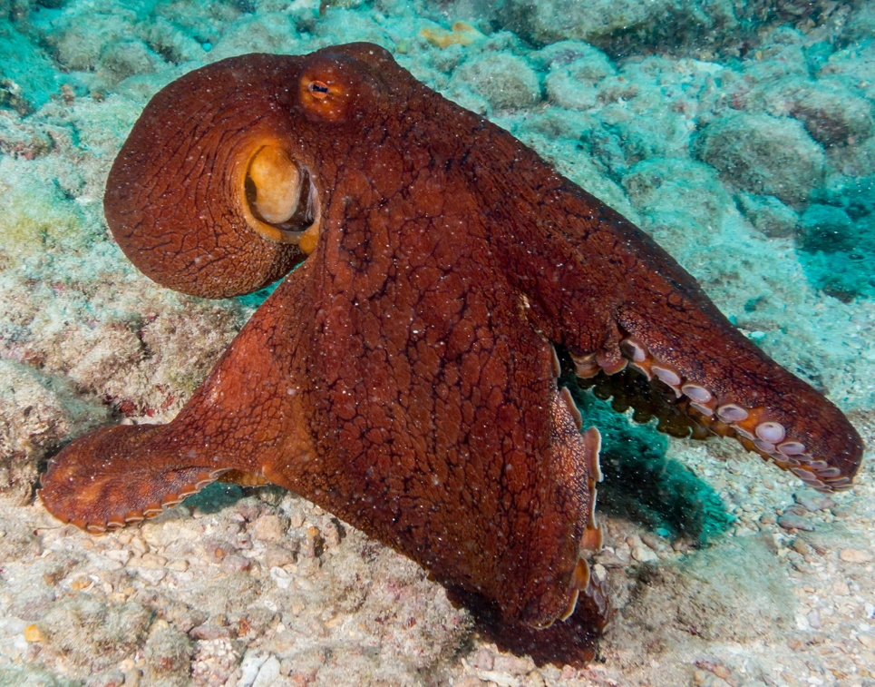 Pulpo del Día | Wiki Reino Animalia | Fandom