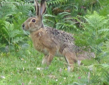 Liebre de Piornal | Wiki Reino Animalia | Fandom