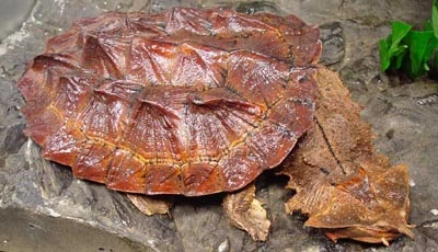 Matamata | Wiki Reino Animalia | Fandom