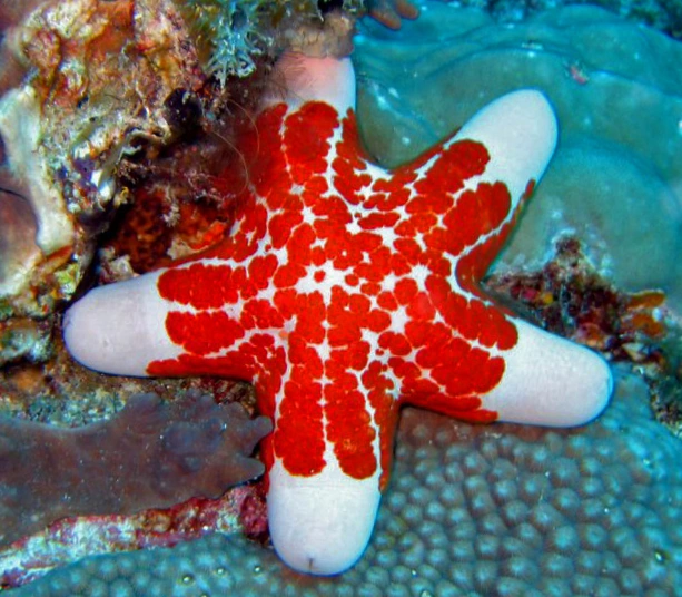 Estrella de Mar Granulada | Wiki Reino Animalia | Fandom