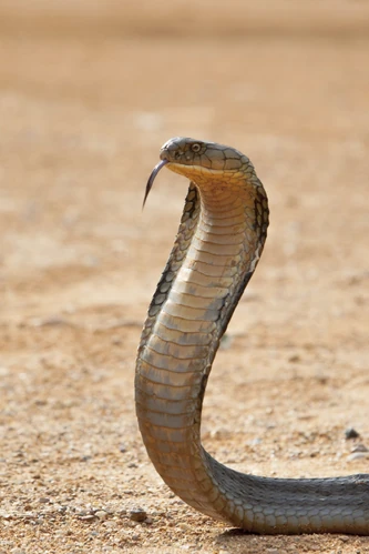 Cobra Real | Wiki Reino Animalia | Fandom