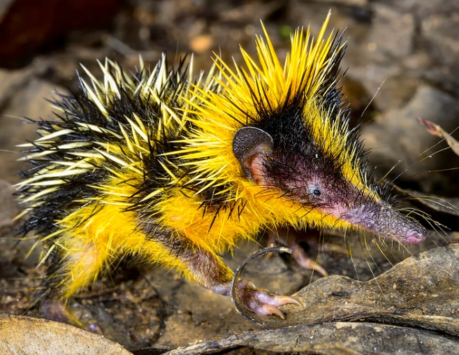 Tenrec Rayado de Tierras Bajas | Wiki Reino Animalia | Fandom