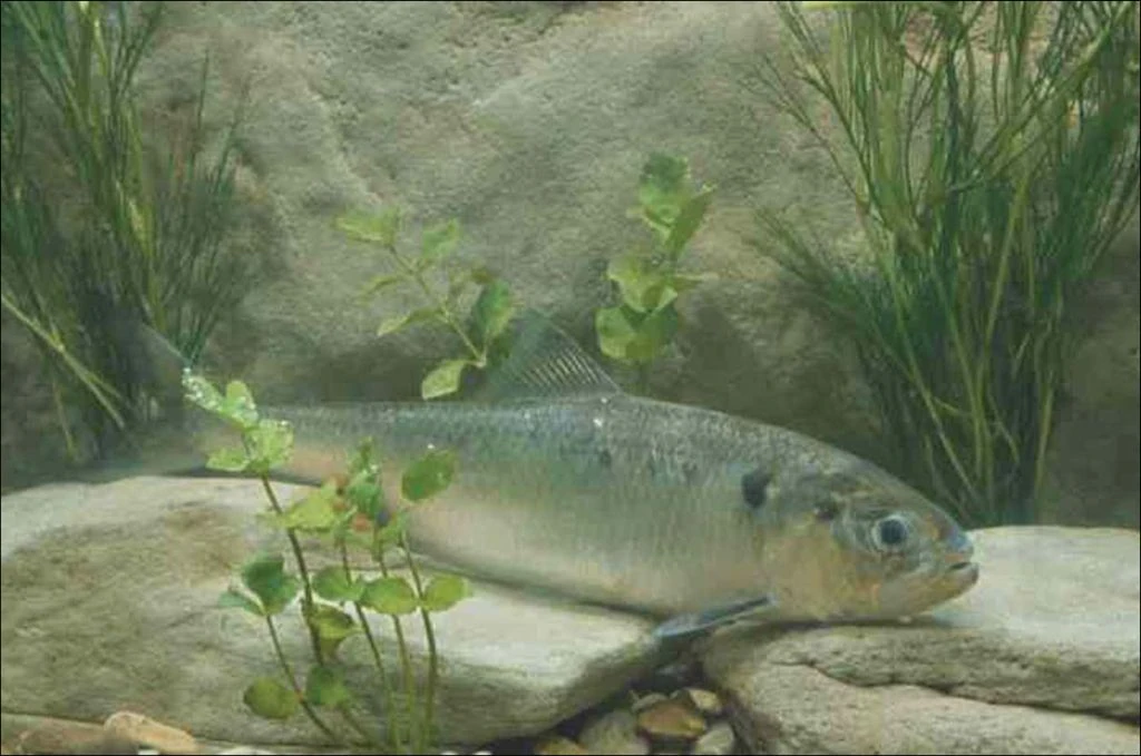 Sábalo | Wiki Reino Animalia | Fandom