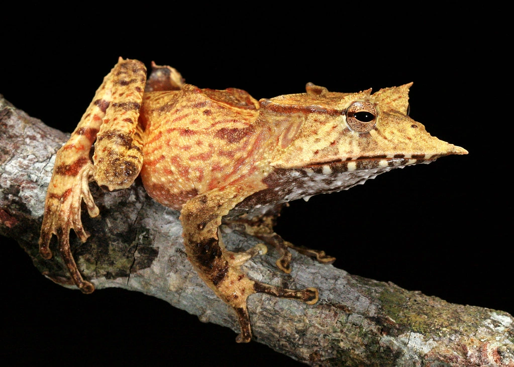 Rana Arborícola Cornuda Bandeada | Wiki Reino Animalia | Fandom