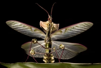 Mantis Diabólica | Wiki Reino Animalia | Fandom