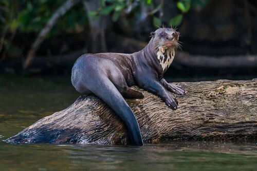 Nutria Gigante | Wiki Reino Animalia | Fandom