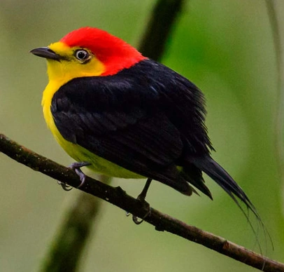 Saltarín Cola de Alambre | Wiki Reino Animalia | Fandom