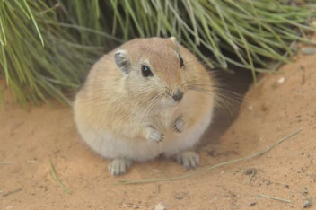 Jird Gordo | Wiki Reino Animalia | Fandom