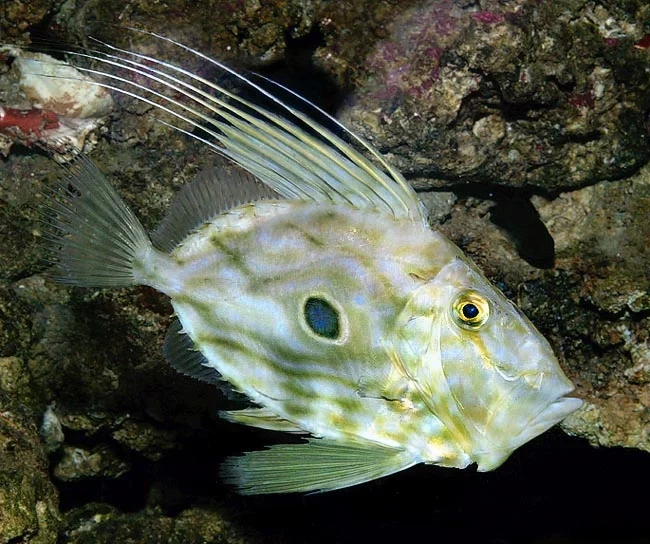 Pez de San Pedro | Wiki Reino Animalia | Fandom