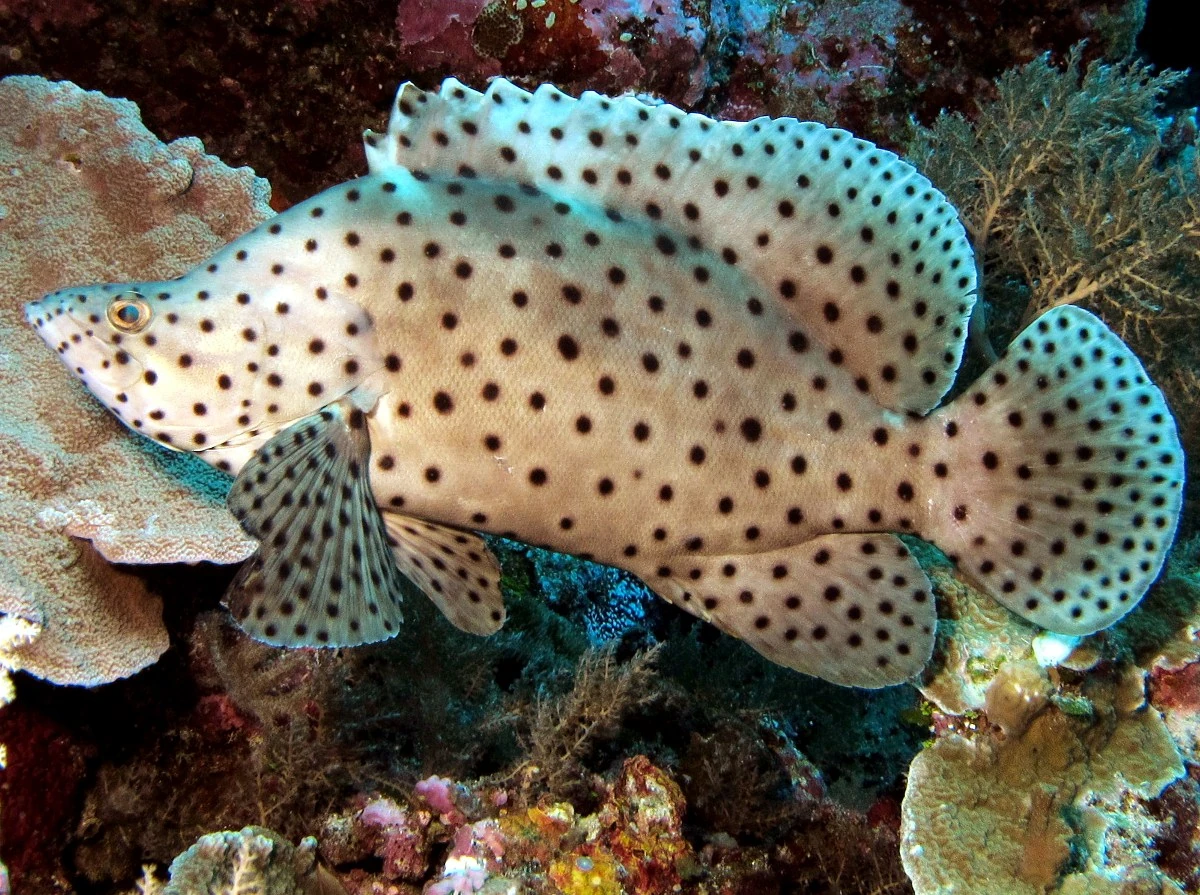 Mero Moteado | Wiki Reino Animalia | Fandom