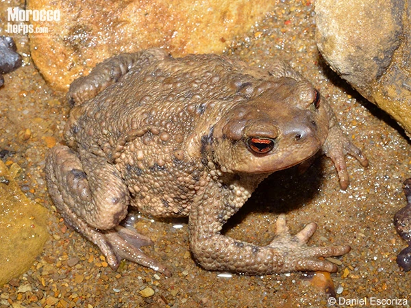 Sapo Común Ibérico | Wiki Reino Animalia | Fandom