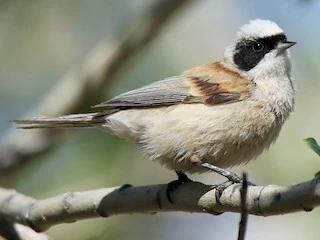 Pájaro Moscón Coronado | Wiki Reino Animalia | Fandom