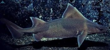 Cerdo Marino | Wiki Reino Animalia | Fandom