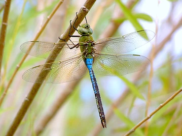 Libélula Verde | Wiki Reino Animalia | Fandom
