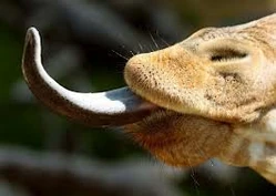 Jirafa | Wiki Reino Animalia | Fandom